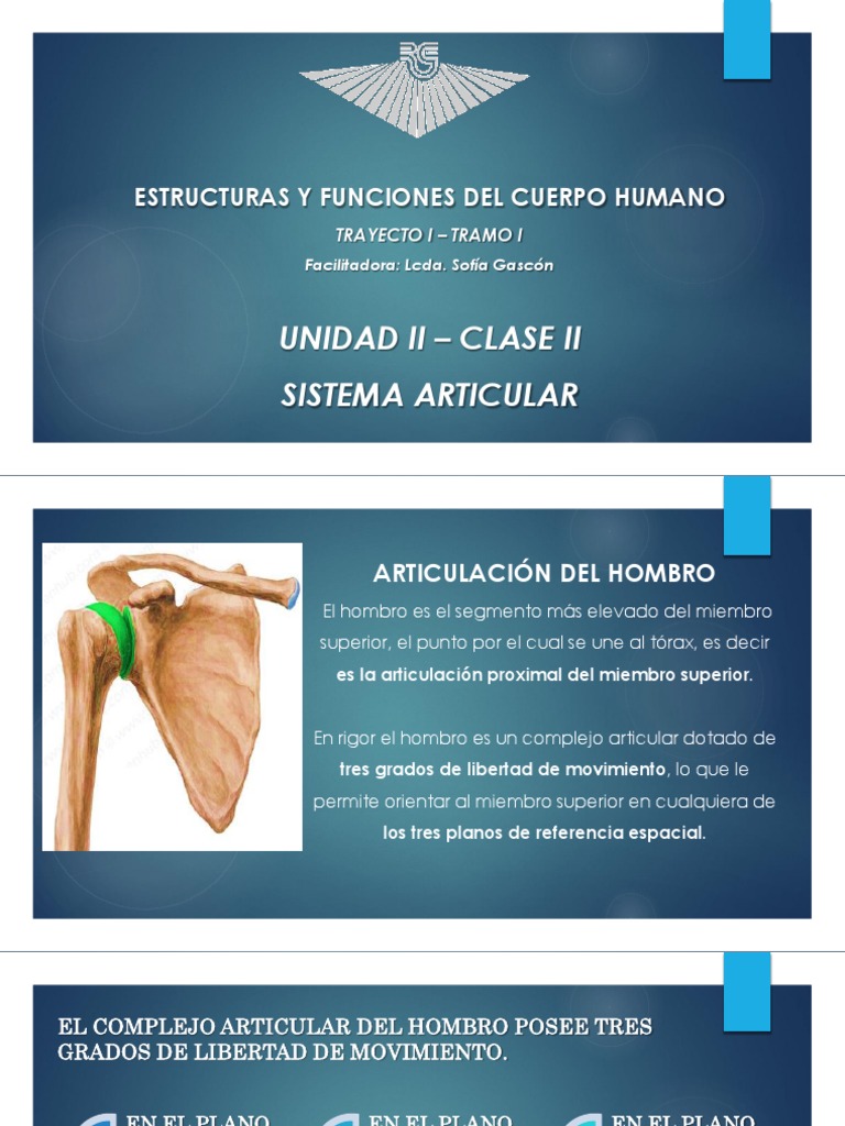 Diapositivas de anatomia 2 | PDF | Codo | Hombro