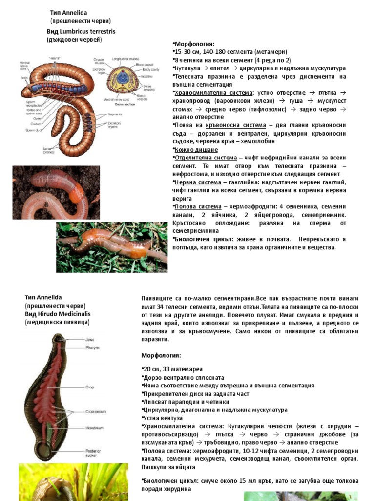 7 8 Tip Annelida I Arthropoda | PDF