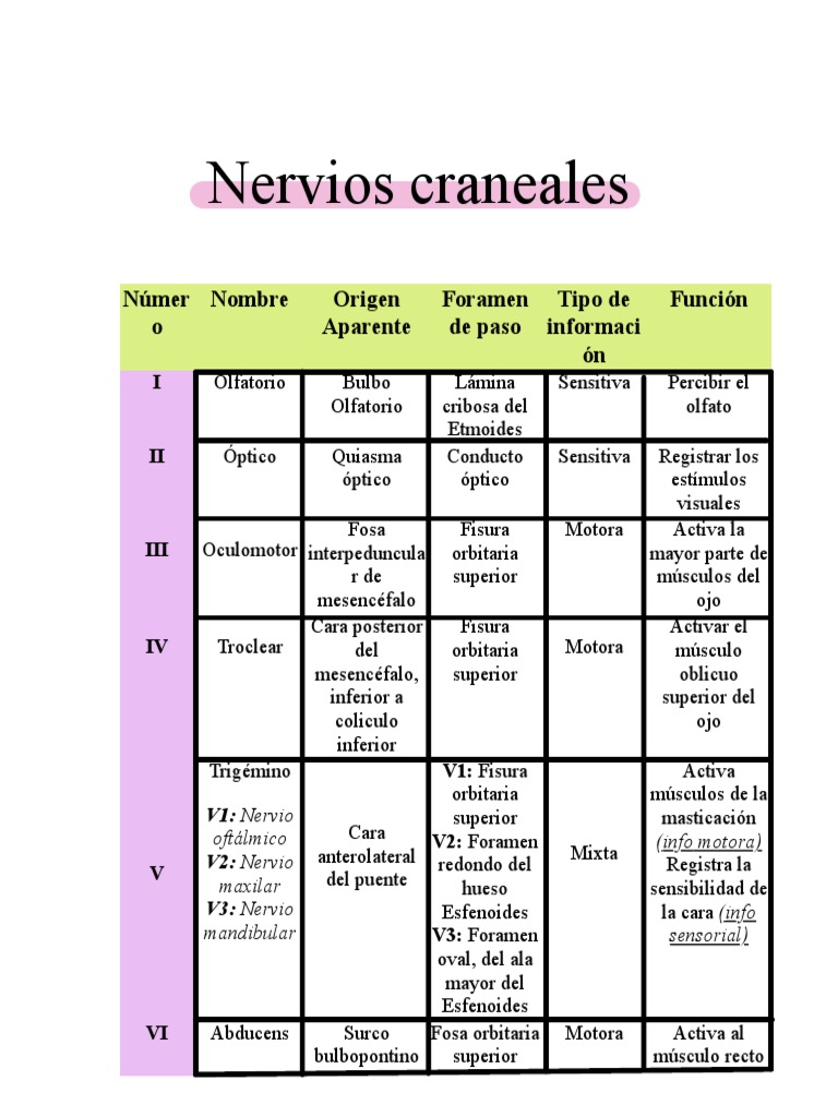Nervios Craneales | PDF