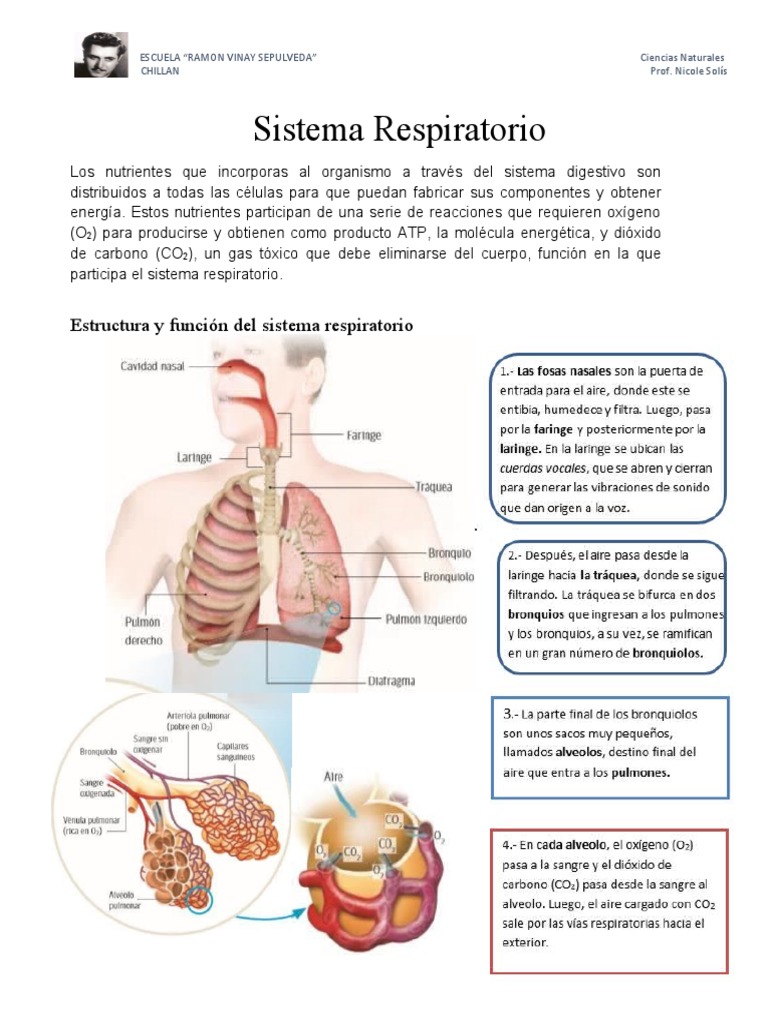 Sistema Respiratorio | PDF | Sistema respiratorio | Respiración