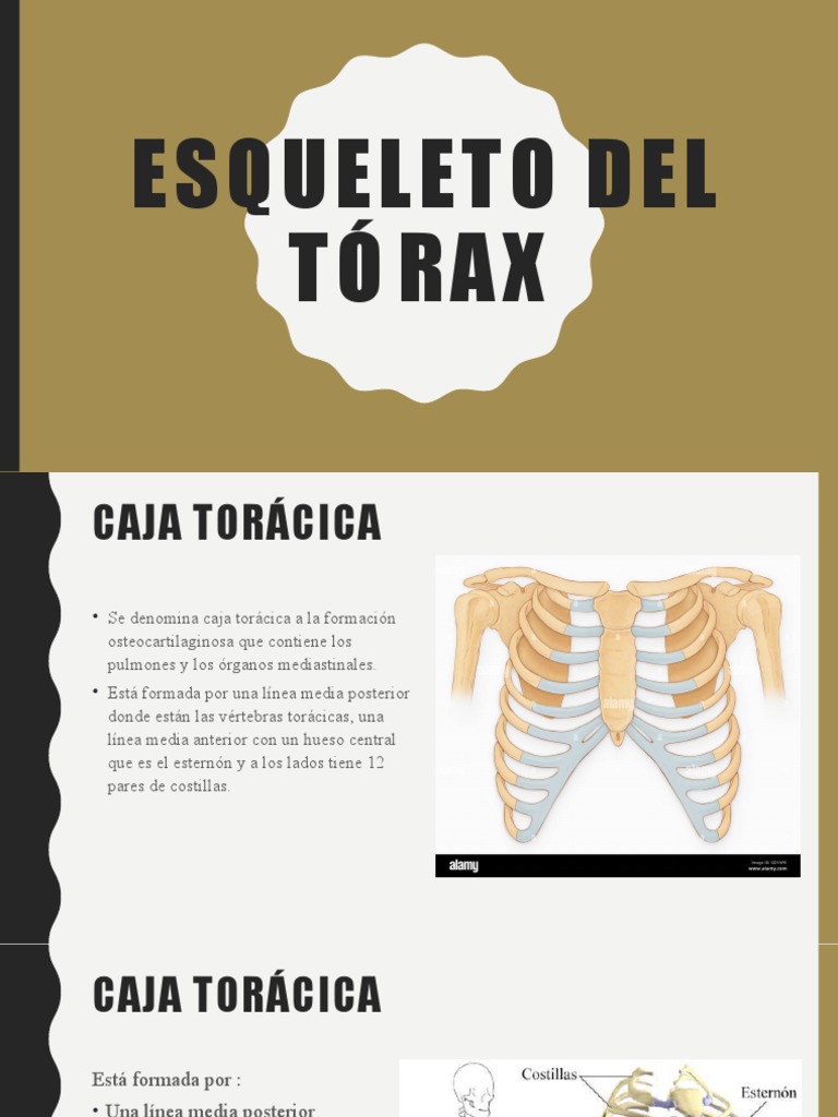 Anatomía de la Caja Torácica y Costillas | PDF | Tórax | Vértebra