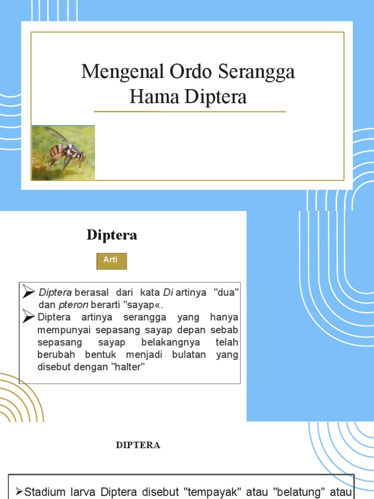 Ordo Diptera | PDF