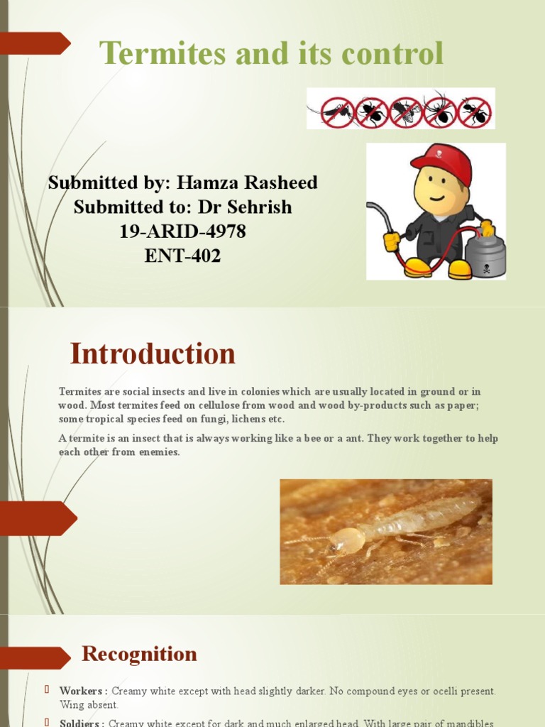 Termites | PDF | Wood | Insects