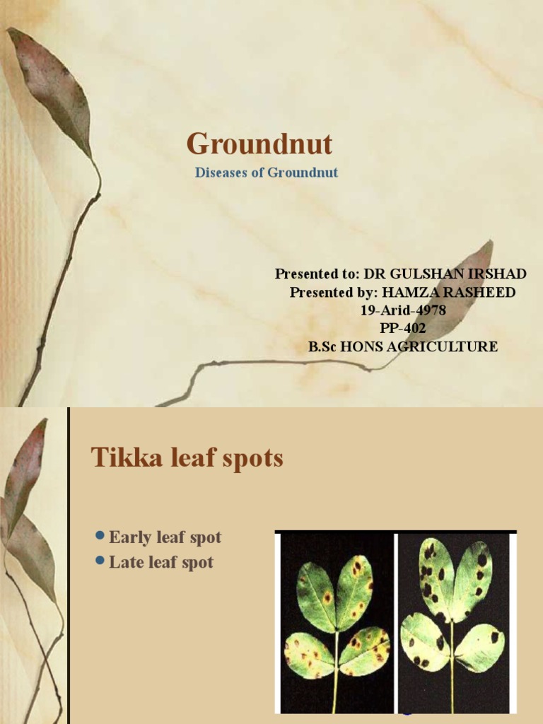 Groundnut Diseases and Symptoms | PDF | Home & Garden | Science ...