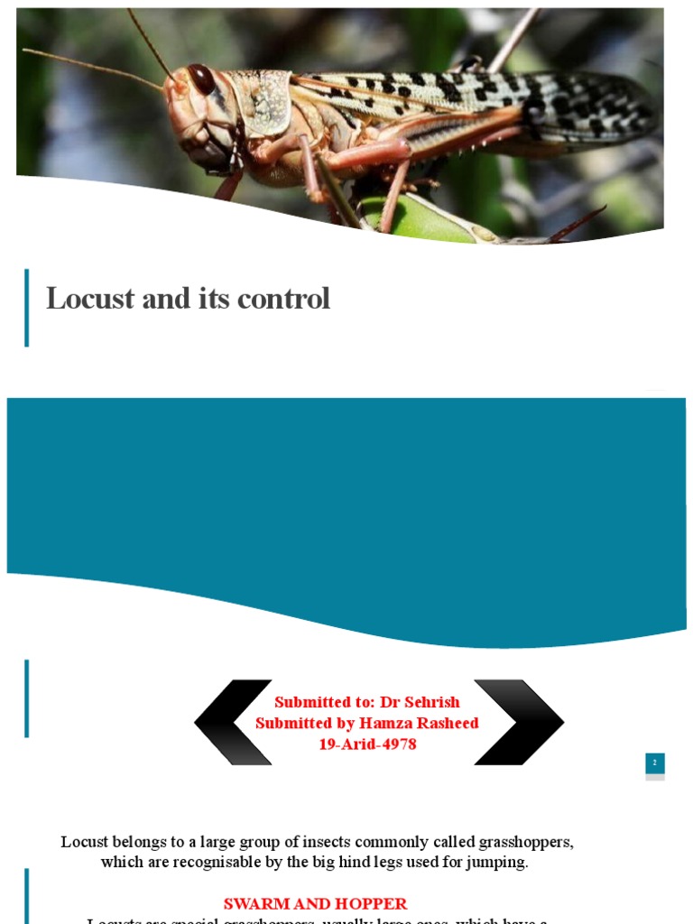 Locusts: Life Cycle and Control Methods | PDF | Insects | Hexapoda