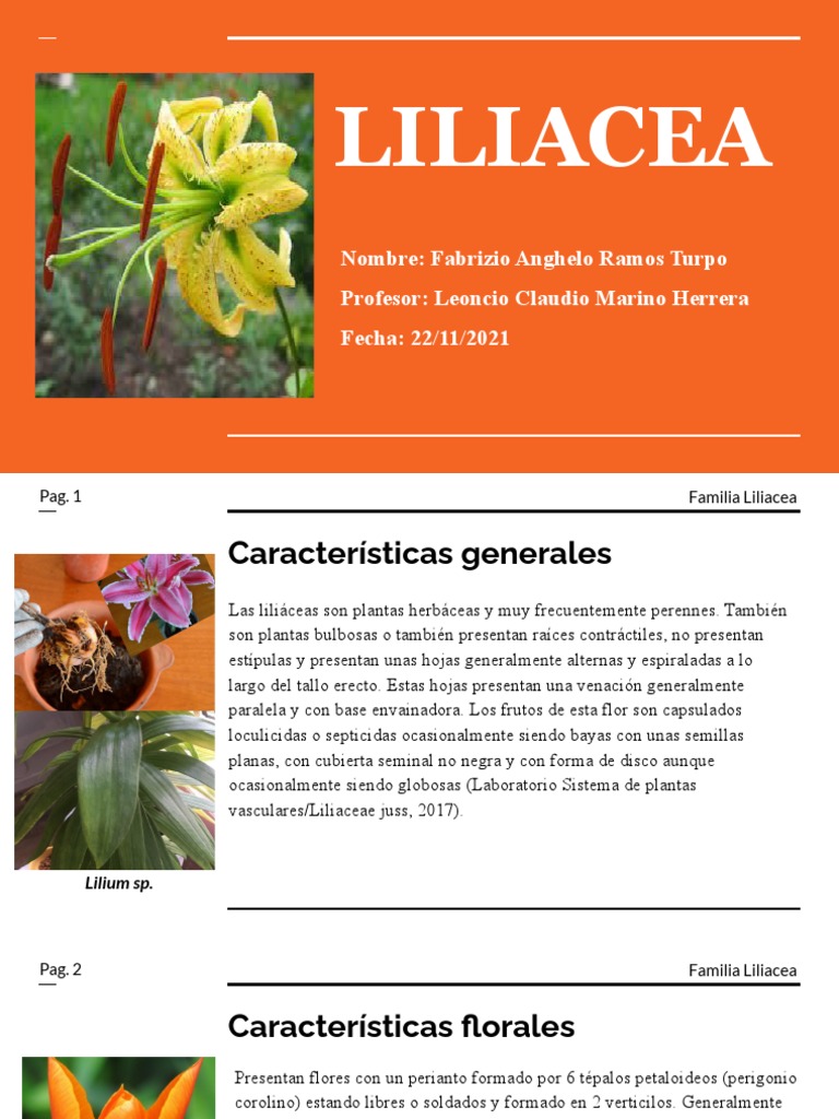 Familia Liliaceas | PDF | Botánica | Morfología Vegetal