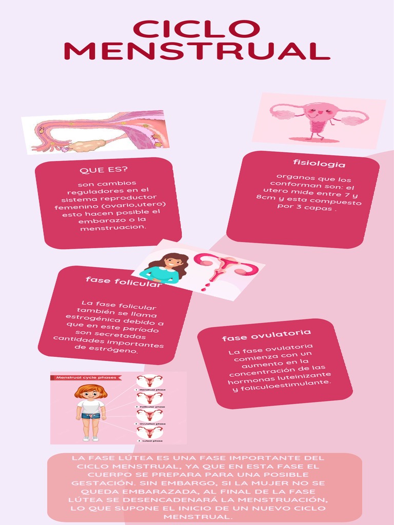 Infografia Ciclo Menstrual | PDF