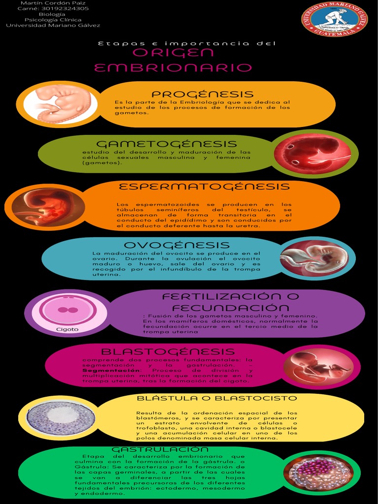 Infografia Embrionaria | PDF | Embrión | Anatomía