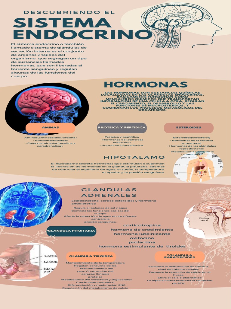 Infografia Sistema Endocrino | PDF | Hormona | Sistema endocrino
