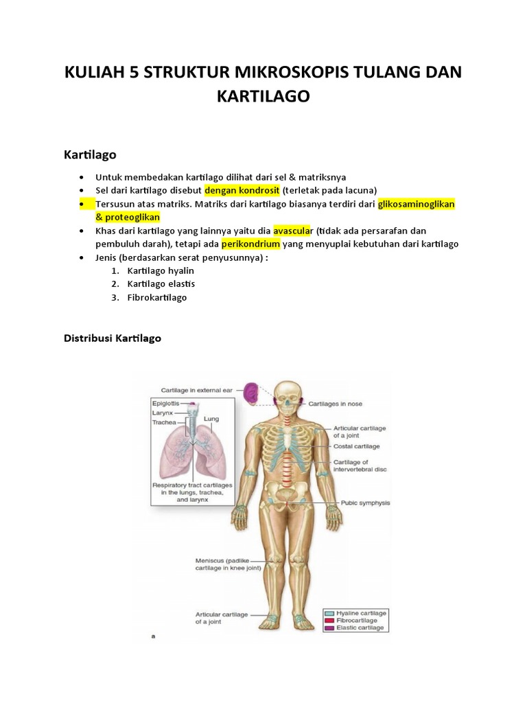 KULIAH 5 STRUKTUR MIKROSKOPIS TULANG DAN KARTILAGO | PDF