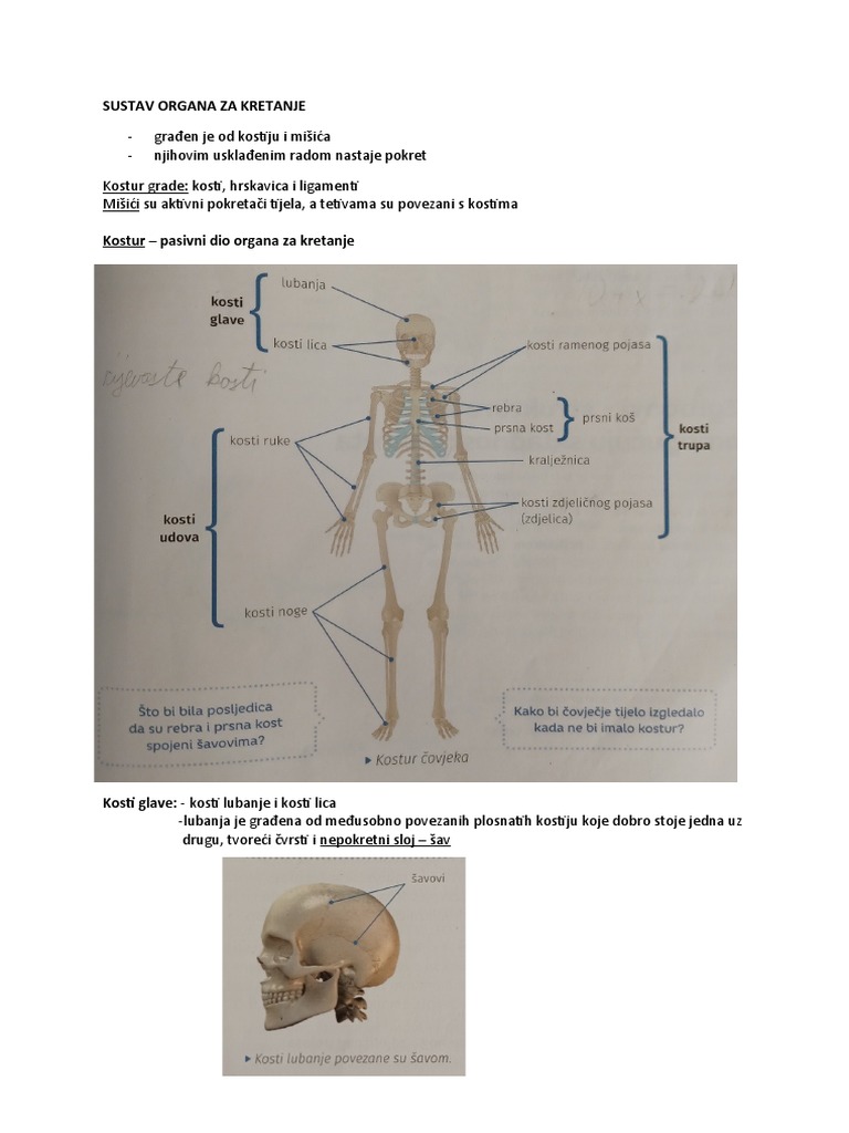 Biologija - 7 Razred - Zašto Se Krećemo | PDF