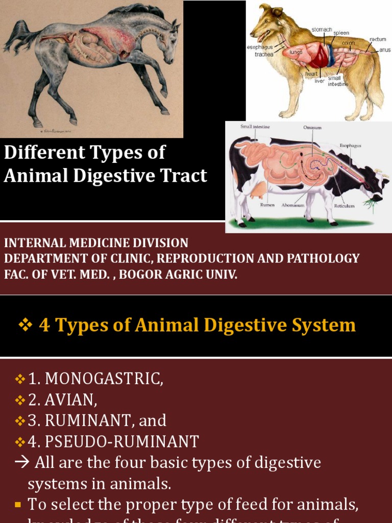 TM_10_Only_Small_Animal_and_Monogastric_Tract_25_July_2020_AGW | PDF ...