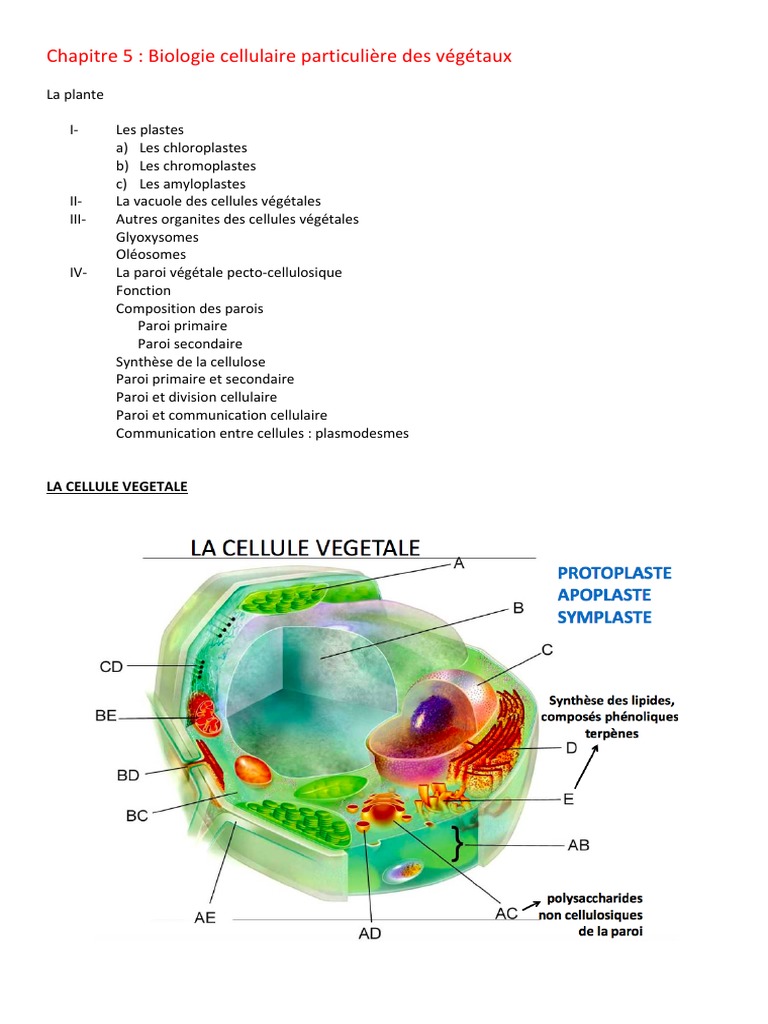 CHAP5 - Biocell Particulière Des Végétaux | PDF | Vacuole | Cellule (Biologie)
