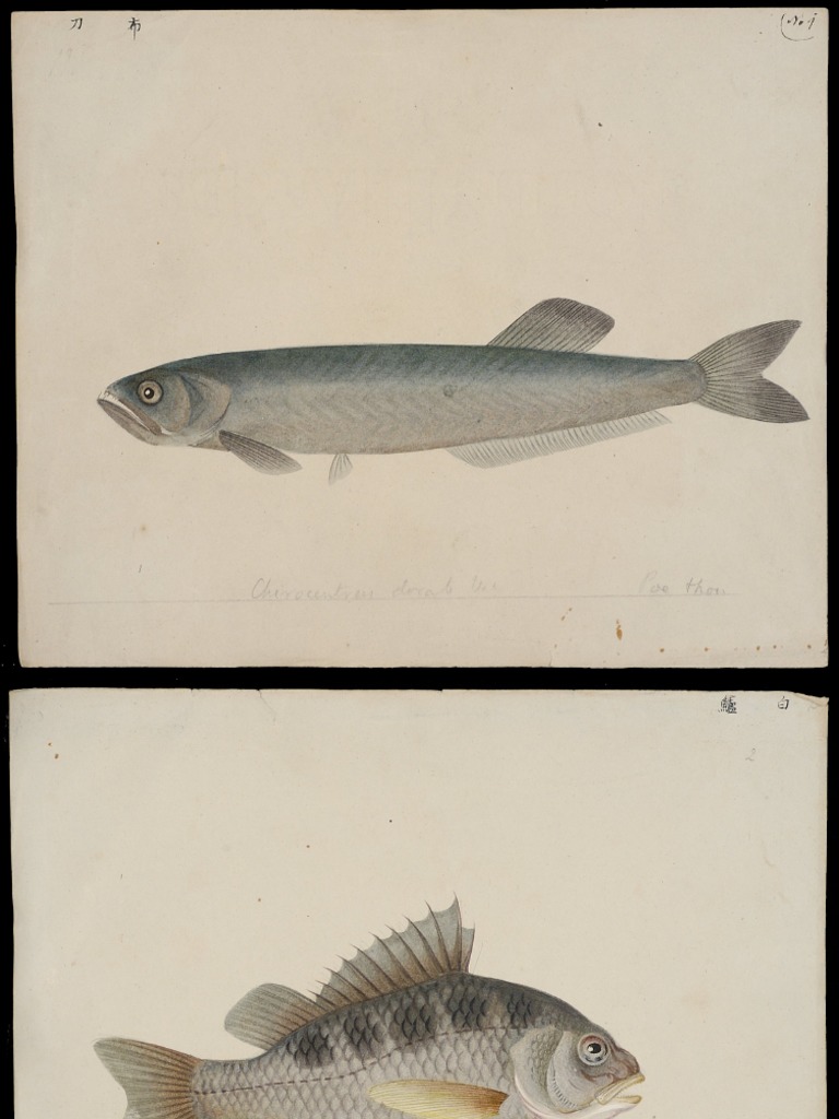 中国海鱼图解.illustrations of Chinese Fishes Reptiles Cephalopods and ...