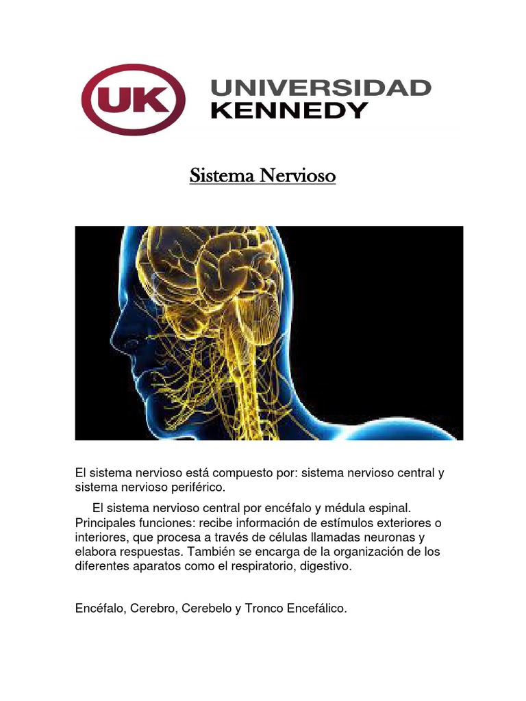 Sistema Nervioso | PDF | Sistema nervioso | Cerebro