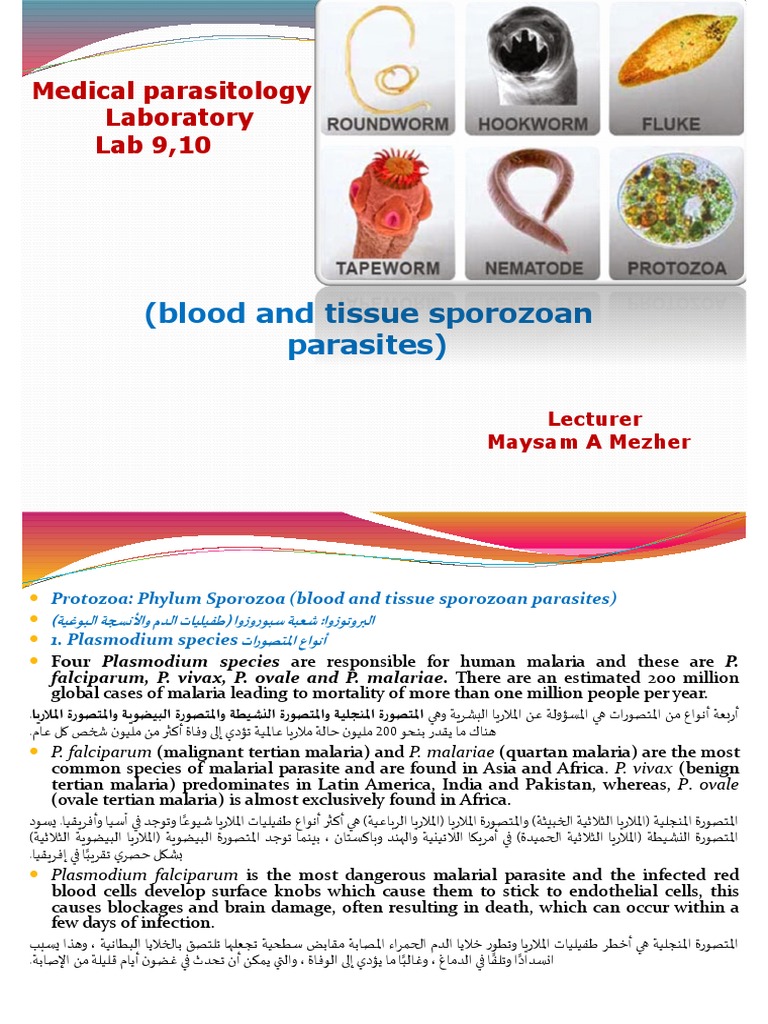 Lab 9,10 Sporozoaمترجم | PDF