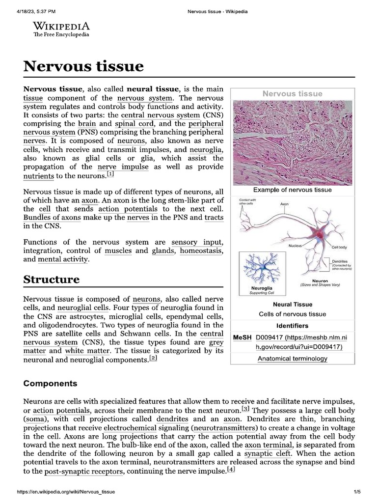 Nervous Tissue | PDF