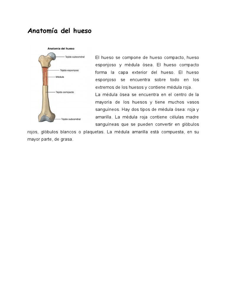 Anatomía Del Hueso Y Foramenes Del Craneo Pdf Cráneo Mano