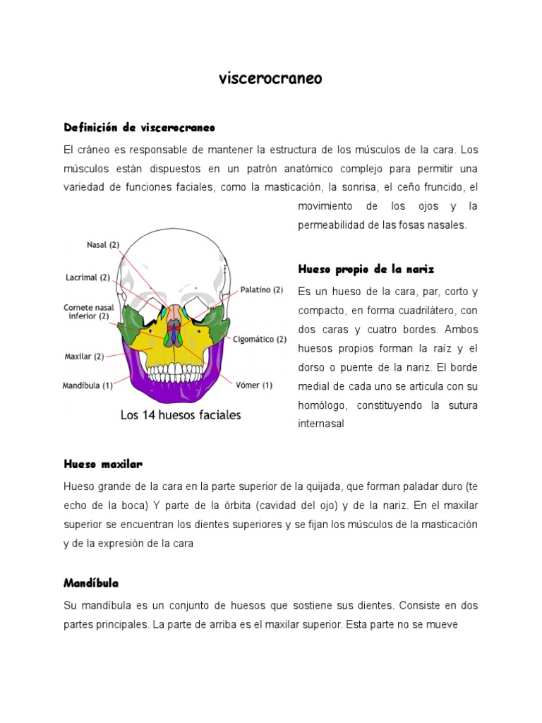 Viscerocraneo | PDF | Cara | Cabeza y cuello humanos