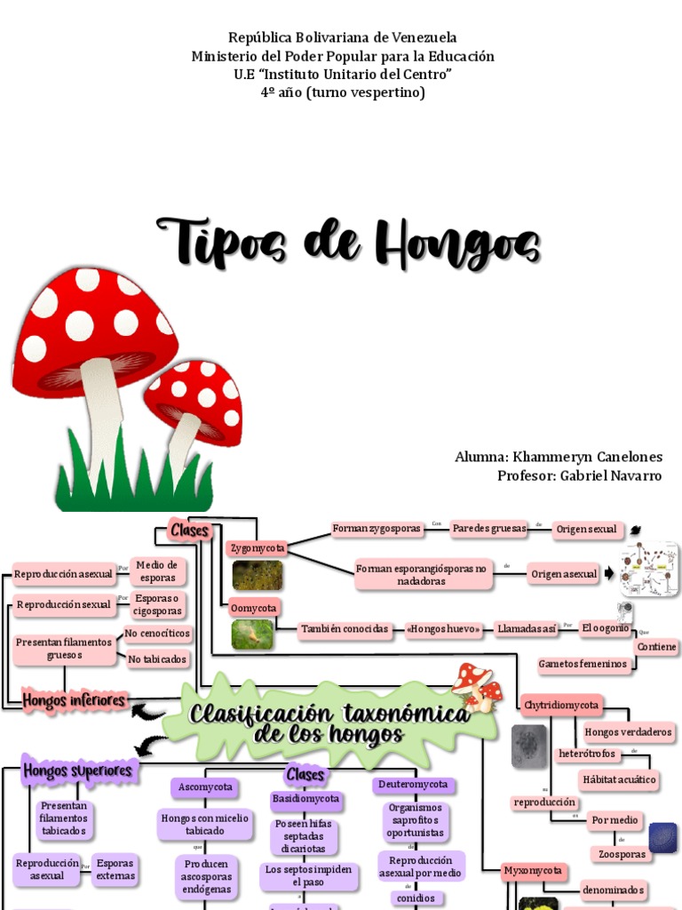 Tipos de Hongos | PDF | Hongo | Micología