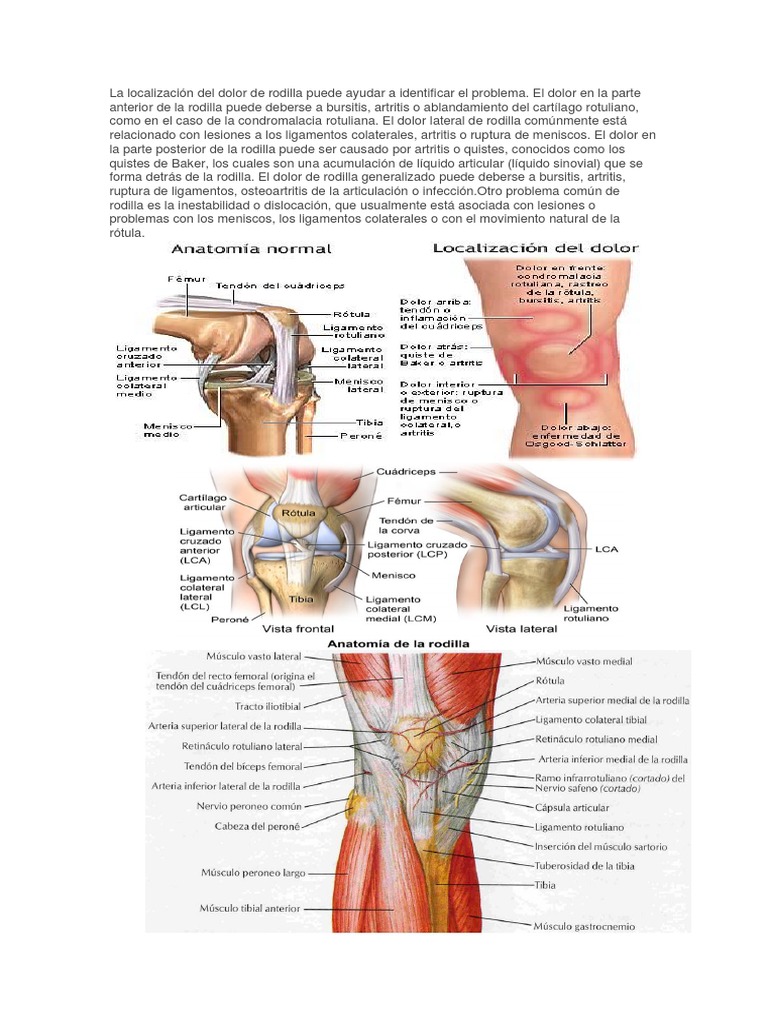 Anatomia de La Rodilla | PDF