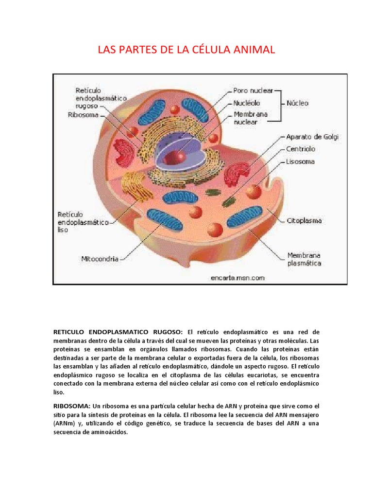 LAS PARTES DE LA CÉLULA ANIMAL | PDF | Ribosoma | Nucleo celular