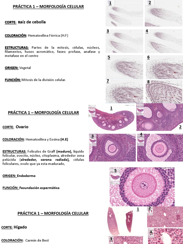 PRACT 1 - Morfología Celular (Estudio) - 071204 | PDF | Biología Celular) | Mitosis