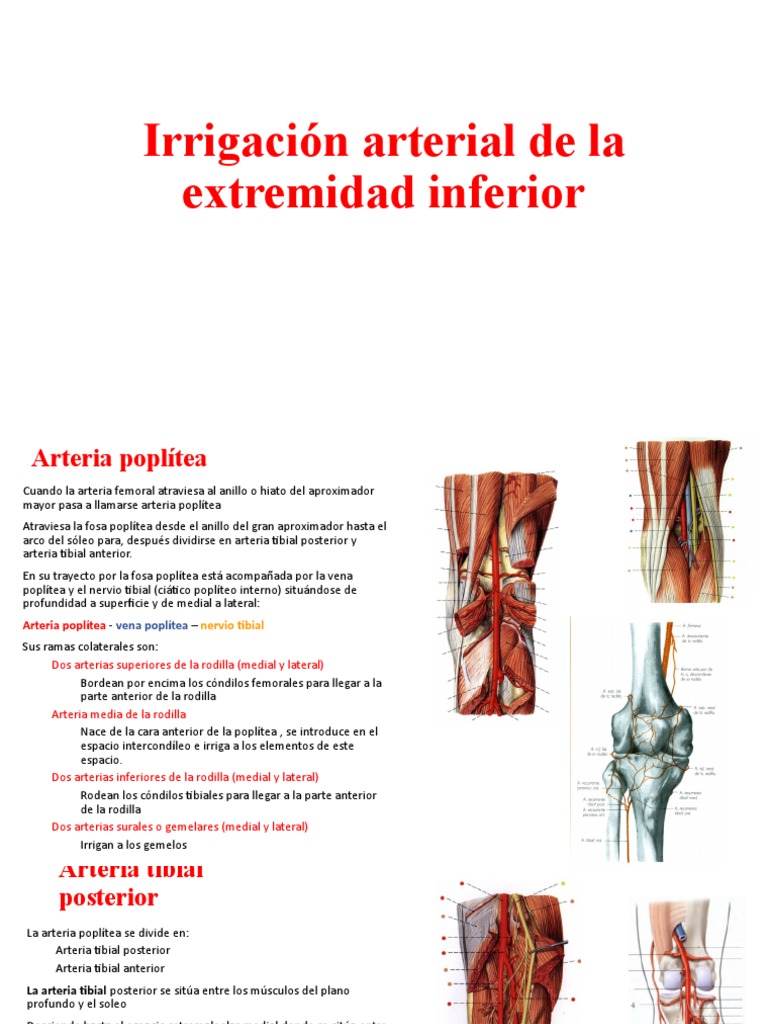 Arterias Extremidad Inferior II | PDF | Pie | Angiología