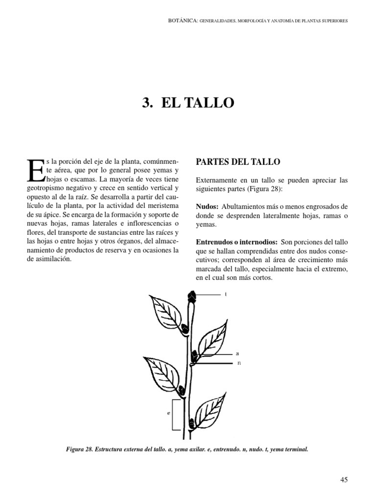 Morfología y Anatomía del Tallo | PDF | Tallo de la planta | Hoja