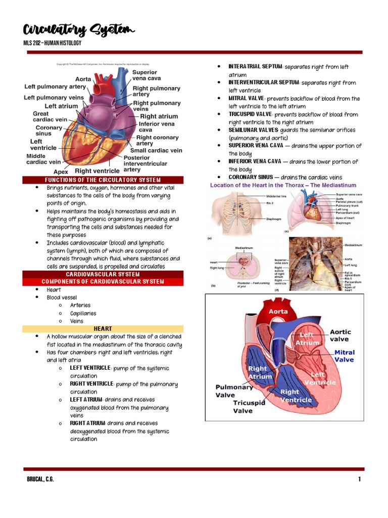 Circulatory System Transes | PDF | Heart | Heart Valve