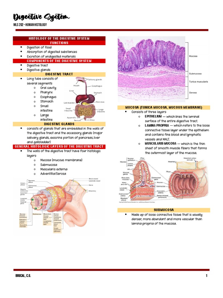 Digestive System Transes | PDF | Human Digestive System | Stomach