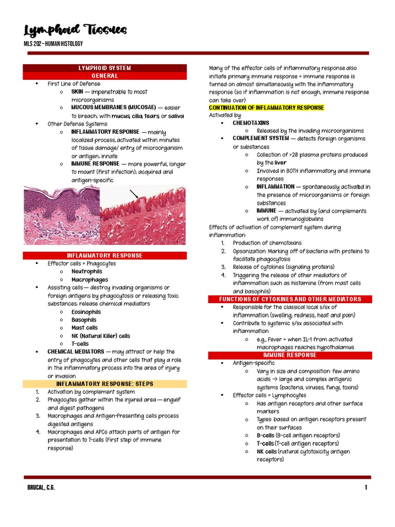 Immunology Basics for Medical Students | PDF | Lymphocyte | Lymphatic ...