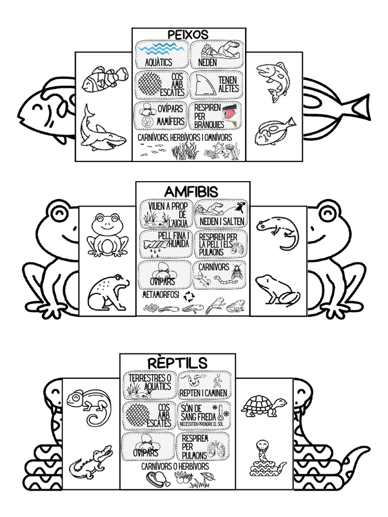 Lapbook 1r Primaria Els Animals | PDF