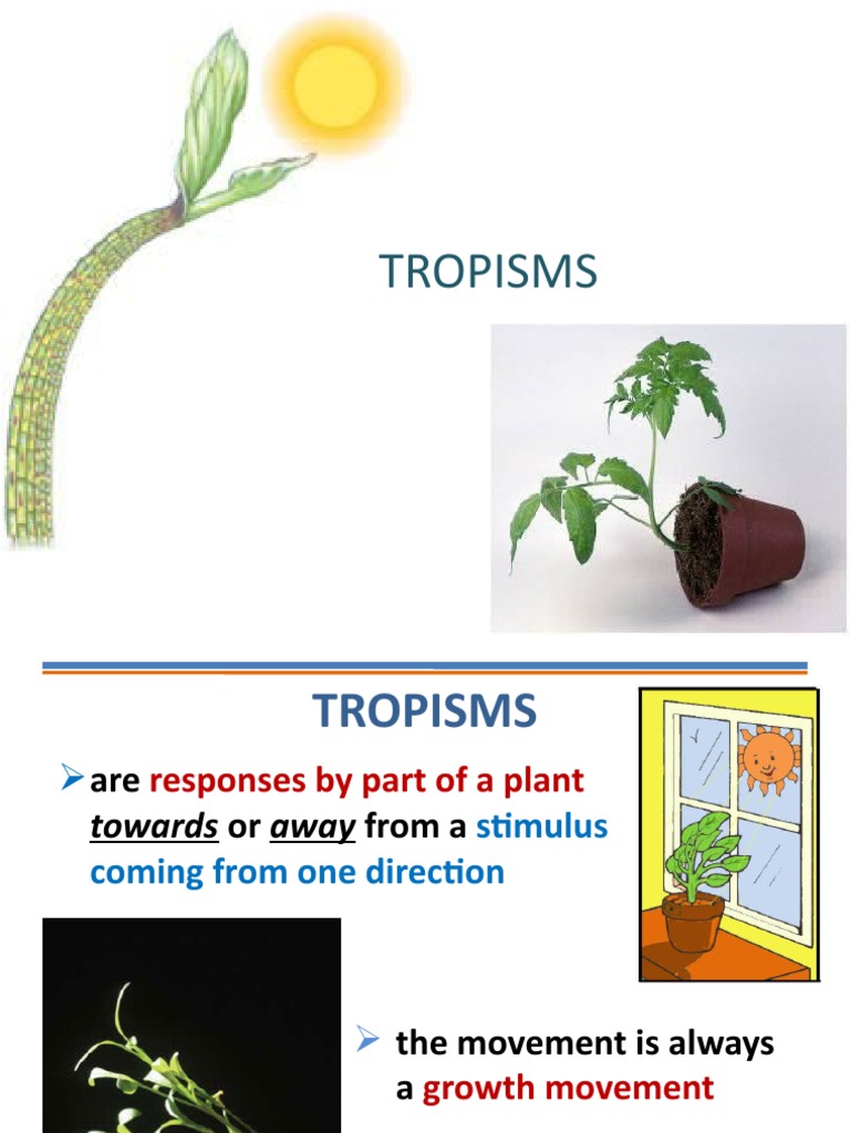 Tropism in Plants | PDF | Auxin | Root
