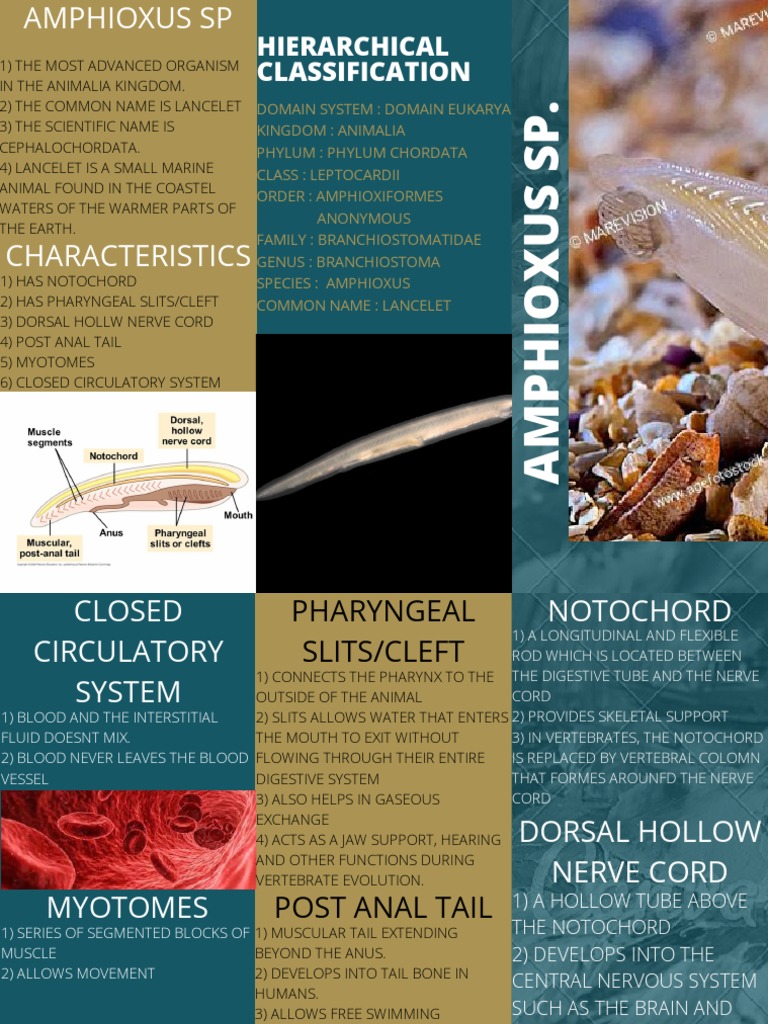Dark Teal Museum Pamphlet Tri-Fold Brochure | PDF | Anatomy | Chordates