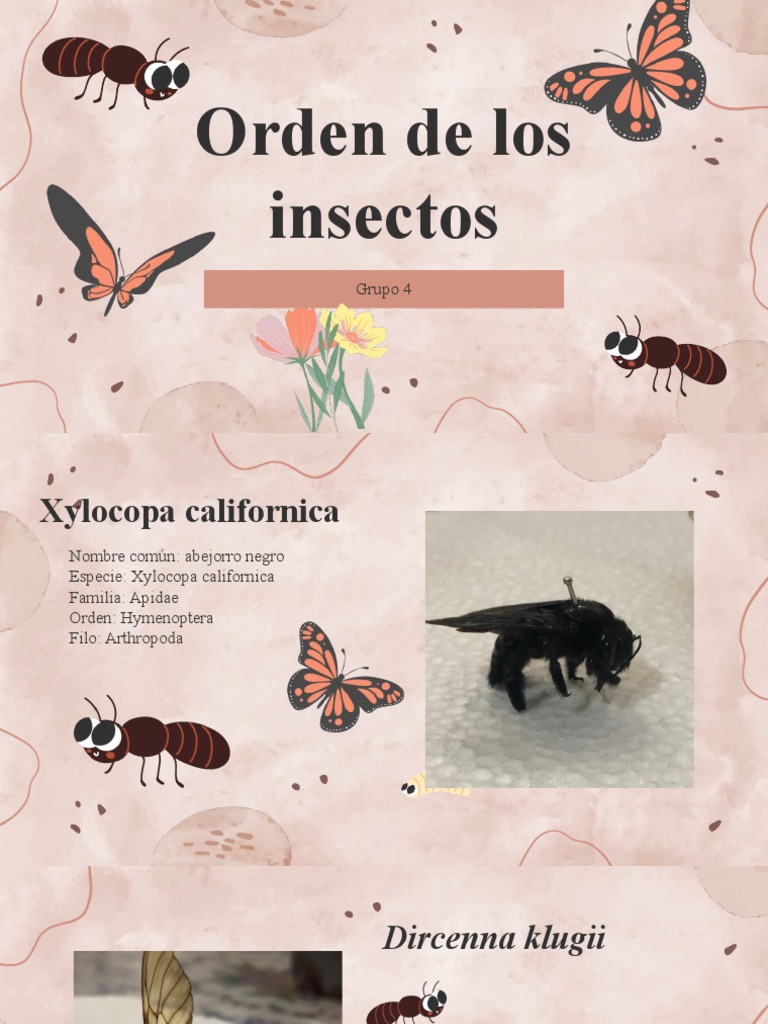 Nombres y Clasificación de Insectos | PDF | Ciencia y matemáticas ...
