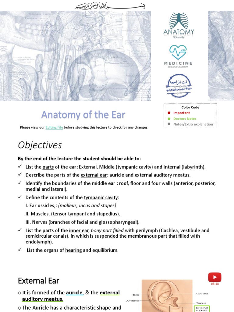 10 - Anatomy of The Ear (Edited) | PDF | Ear | Auditory System