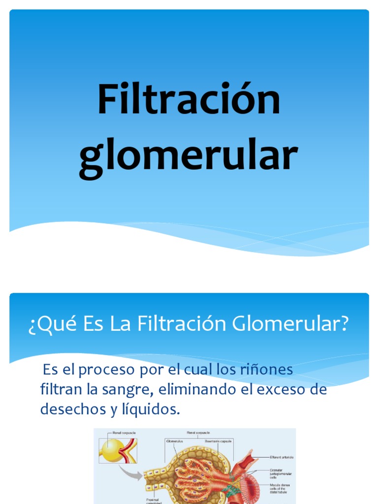 Proceso de Filtración Glomerular | PDF | Salud y bienestar