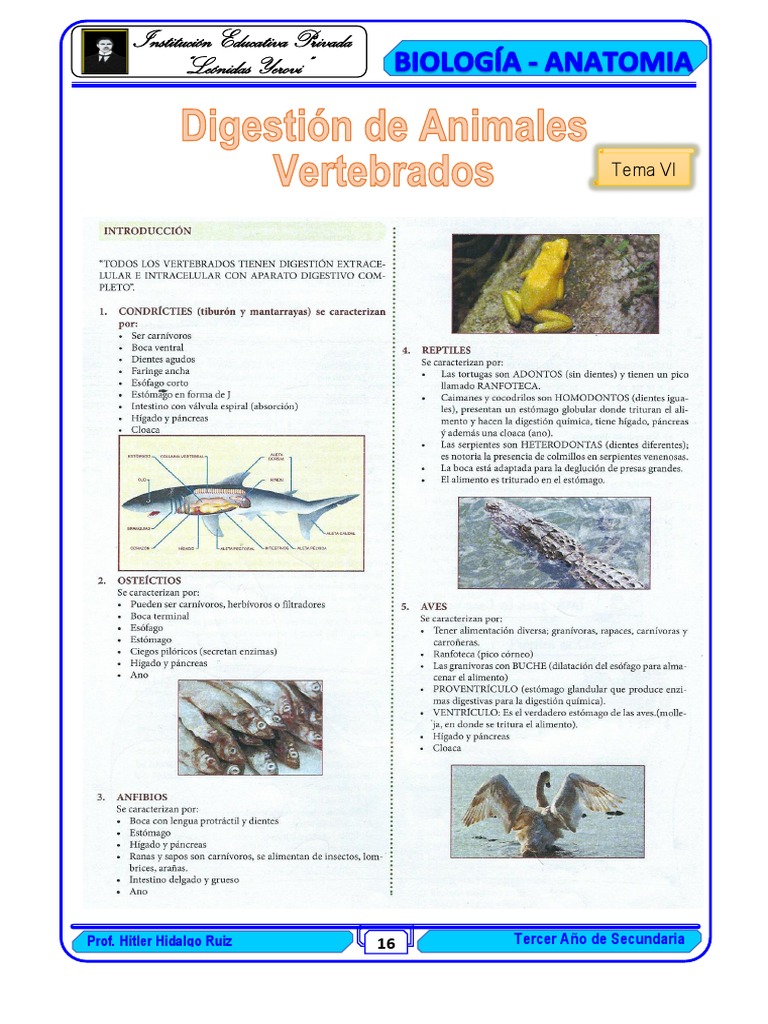 BIOLOGIA 3ro Secundaria Tema VI y VII | PDF