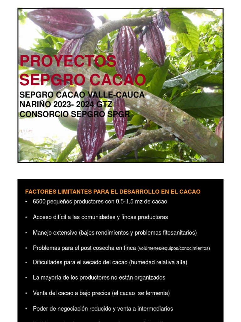 Proyecto Cacao | PDF | Cooperativa | Cosecha