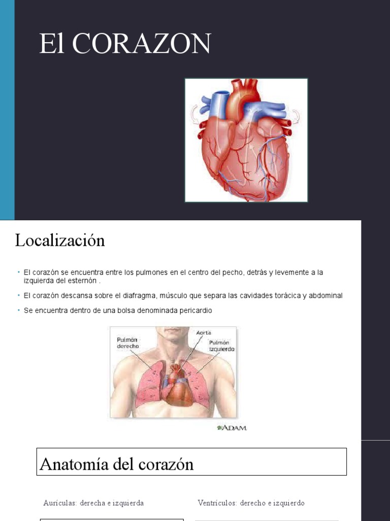 El CORAZON | PDF | Ventrículo (corazón) | Corazón