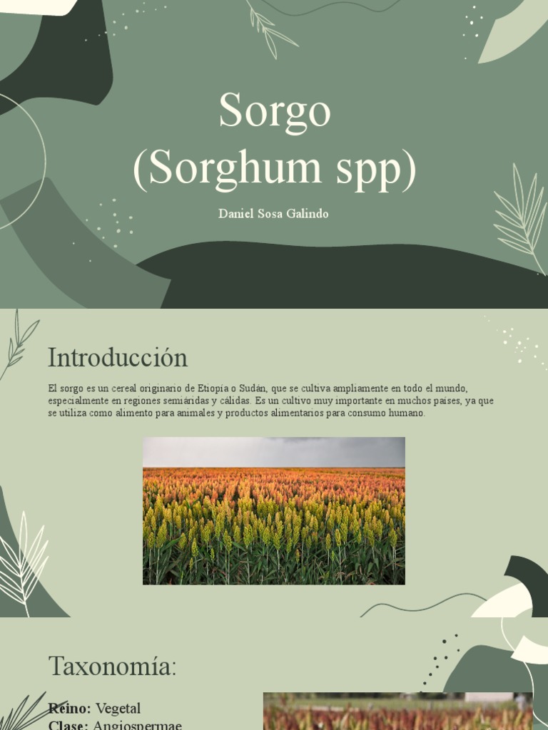 Taxonomía del Sorgo (Sorghum spp) | PDF | Agricultura | Plantas