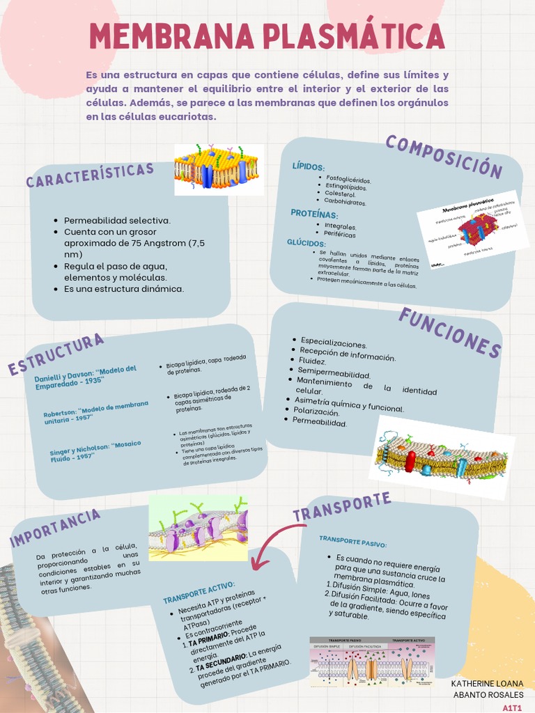 Infografía Membrana Plasmatica (29.7 × 42 CM) | PDF | Membrana celular ...