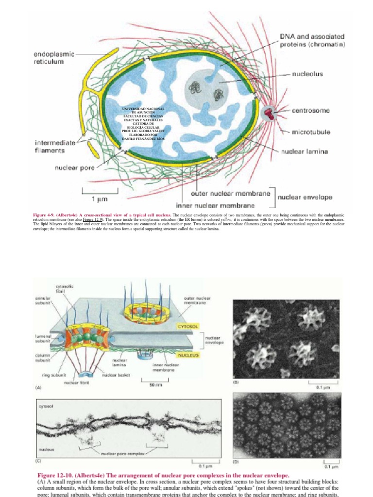 Figure 4-9. (Alberts4e) A Cross-Sectional View of A Typical Cell ...
