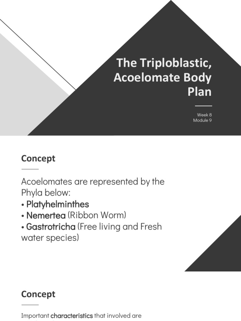 Acoelomate Body Plans in Triploblastic Phyla | PDF | Zoology | Anatomy