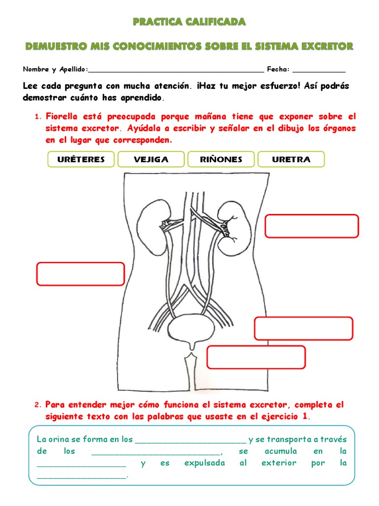 Actividades del Sistema Excretor para Niños | PDF
