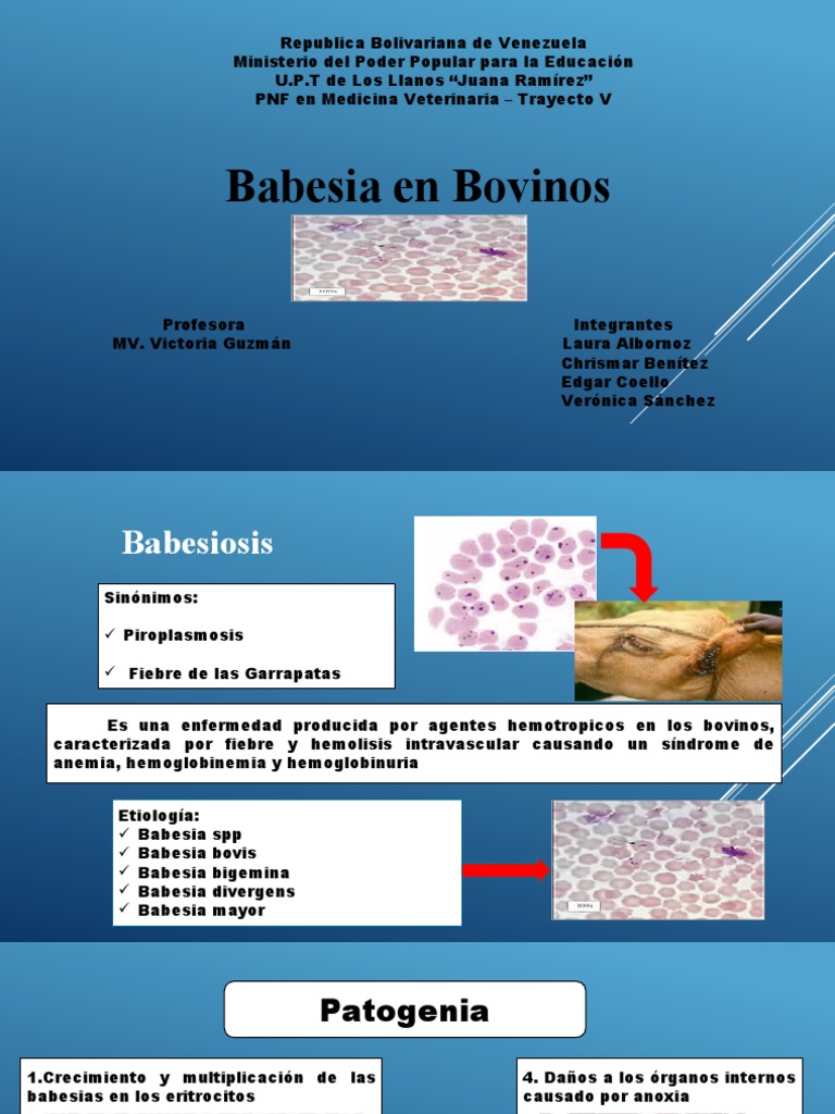 Babesia en Bovinos | PDF | Anemia | Fiebre