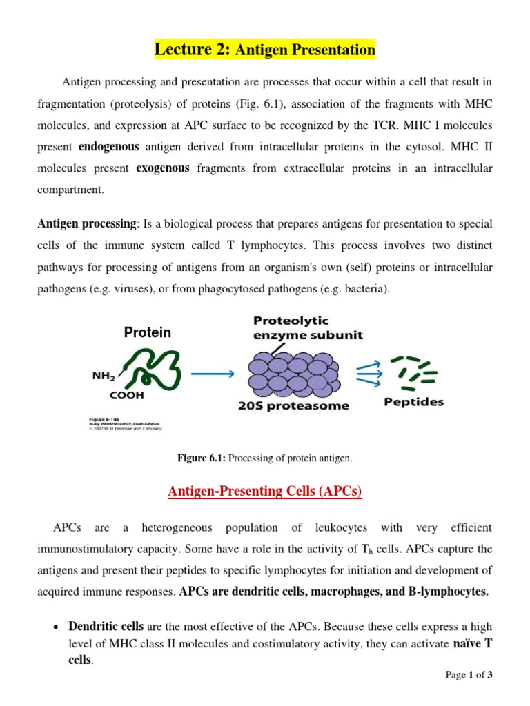 Lecture 2 - Antigen Presentation | PDF | Mhc Class I | Antigen