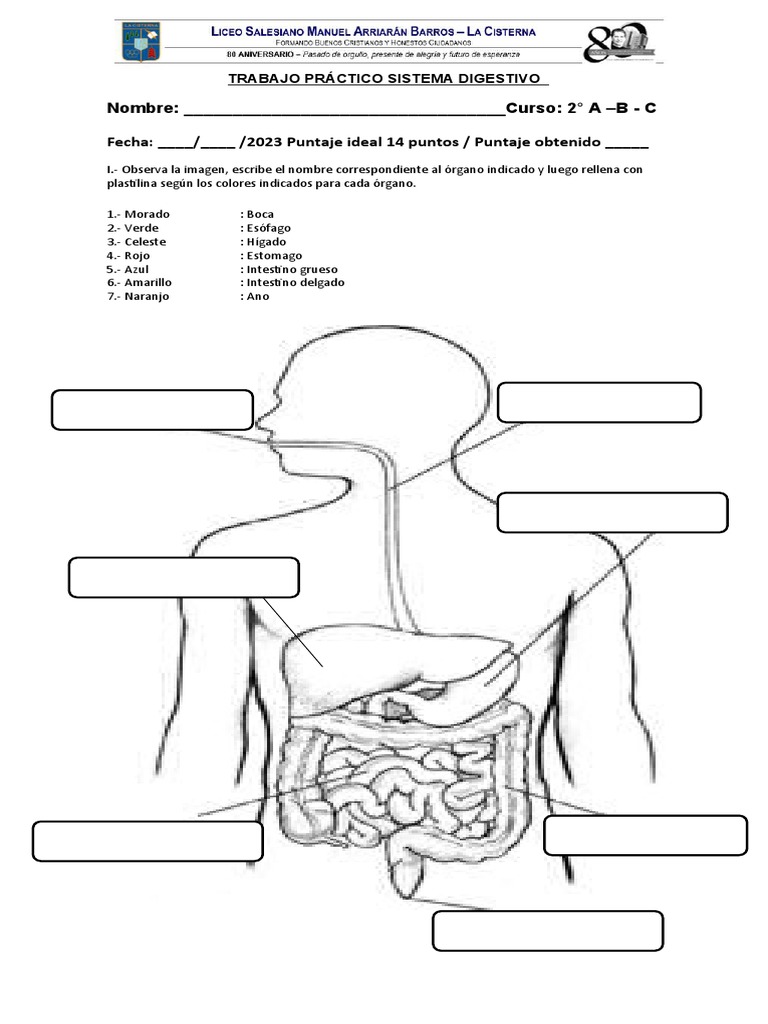 Trabajo Práctico Sistema Digestivo | PDF | Crecimiento personal y ...