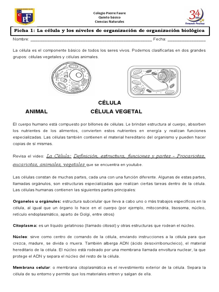 Ficha 1 La Célula | PDF | Biología Celular) | Citoplasma